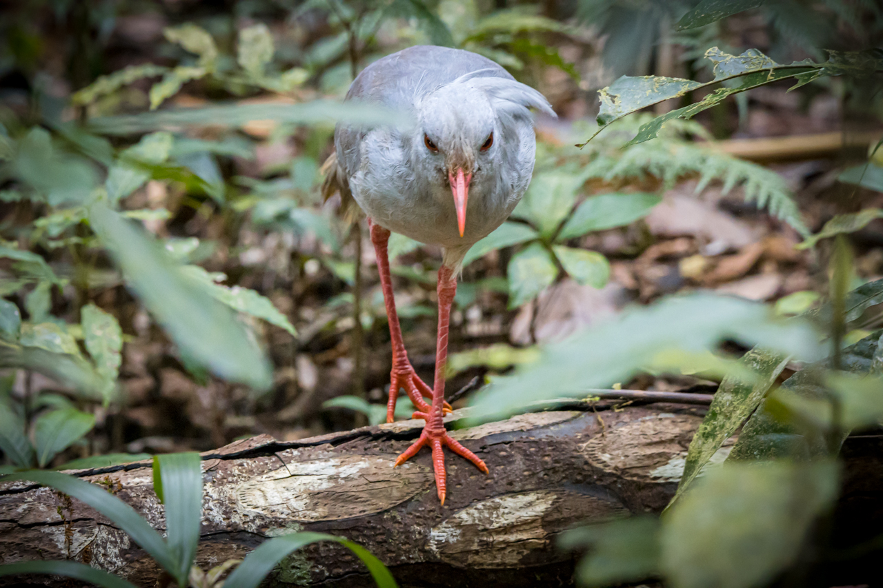 The ghost of the forest – My Pacific Travel Blog